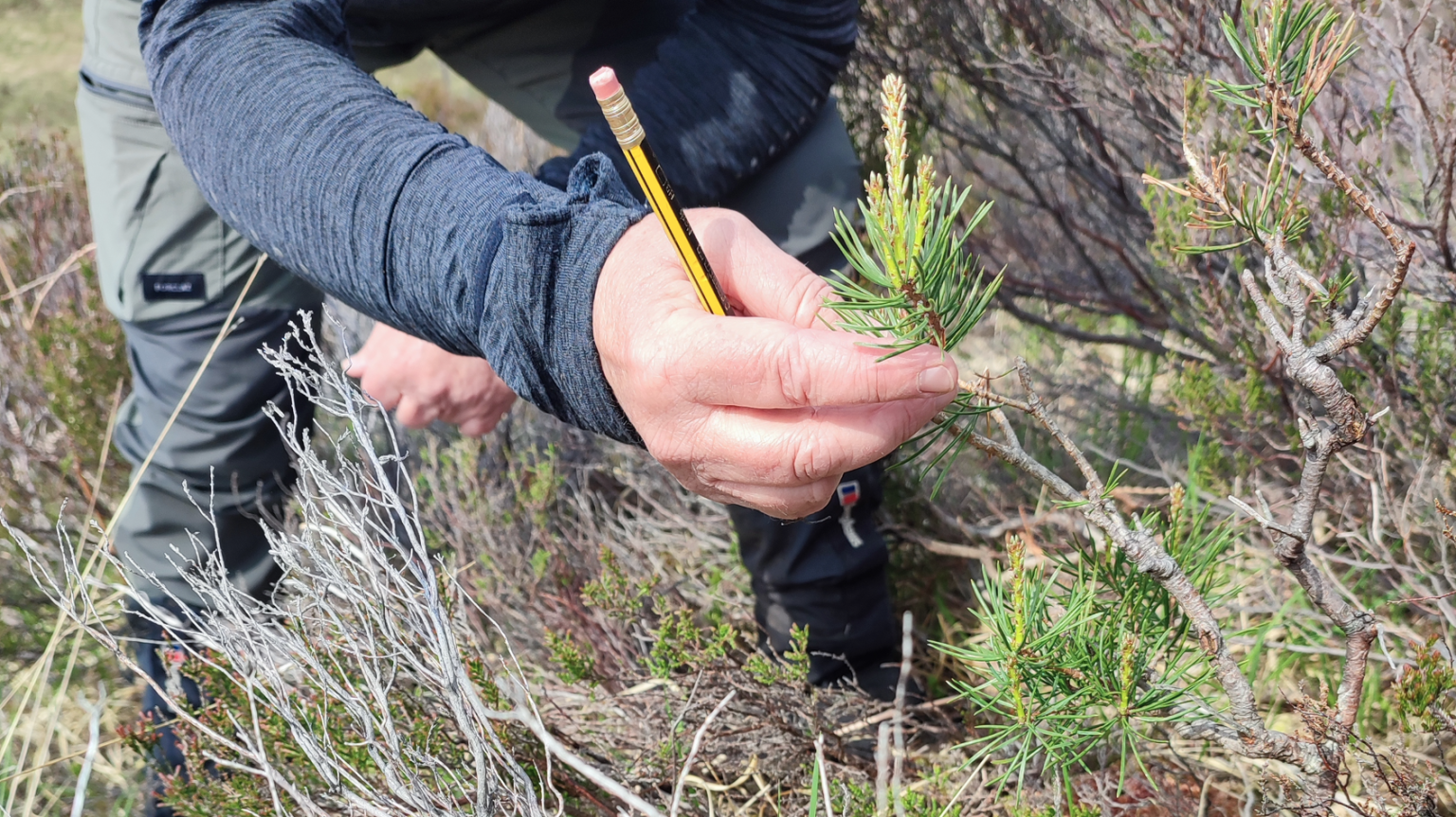 Can Native Woodland Regeneration in Scotland Mitigate Climate Change ...