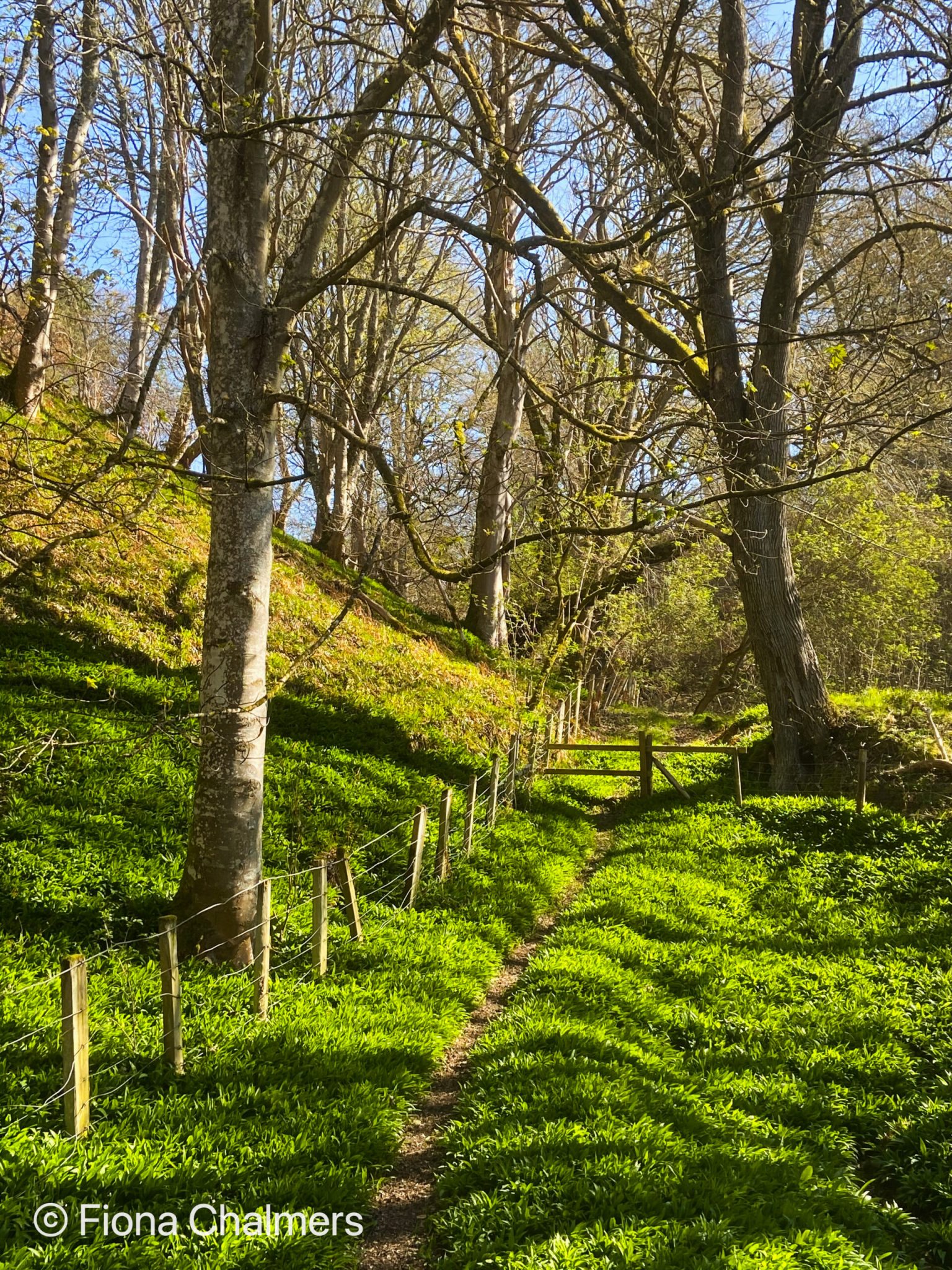 Our new mapping tool reveals Scotland's vanishing ancient woodlands ...