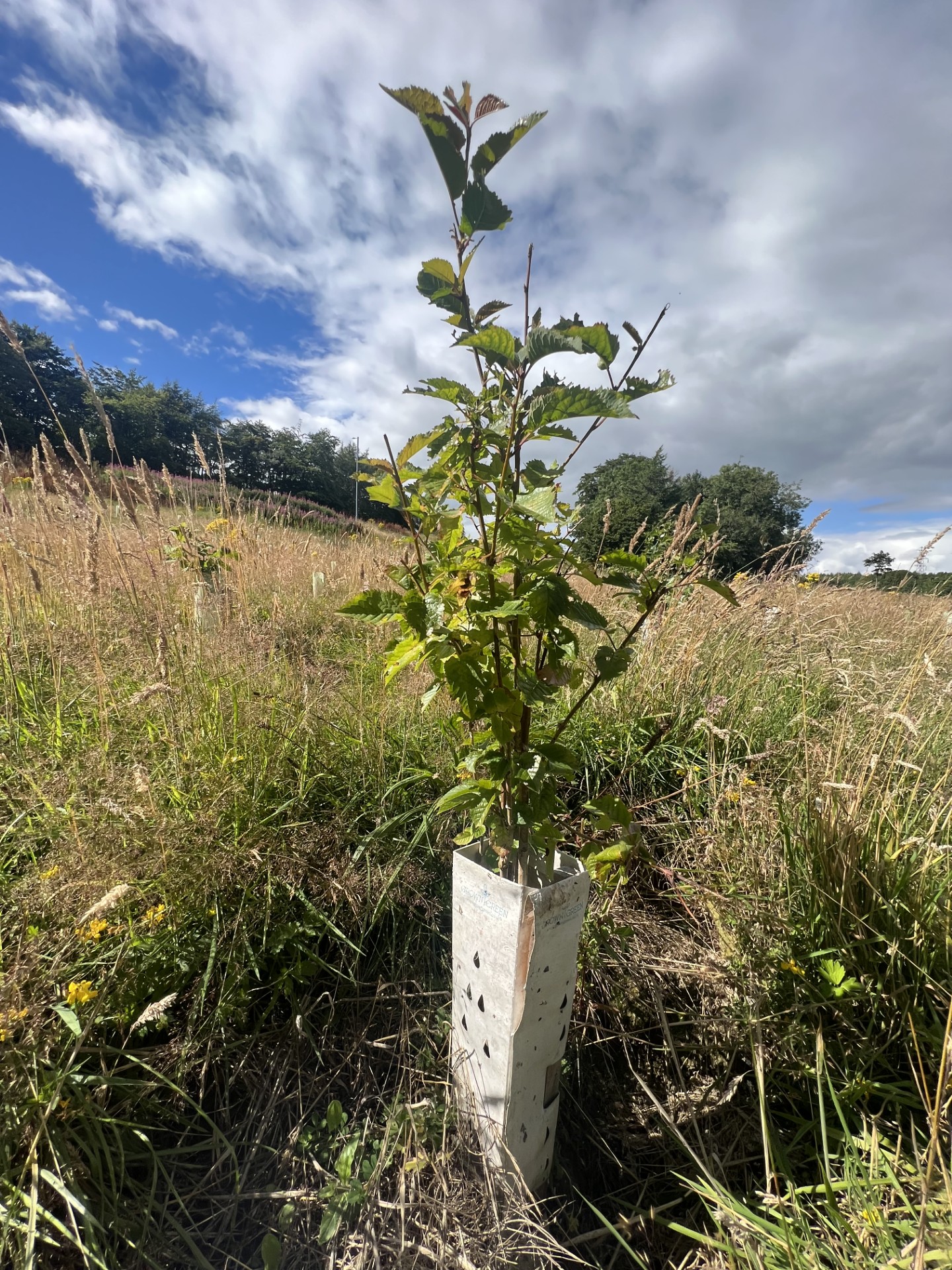 Riverview | 4,200 trees planted in Aberdeen - Future Woodlands Scotland