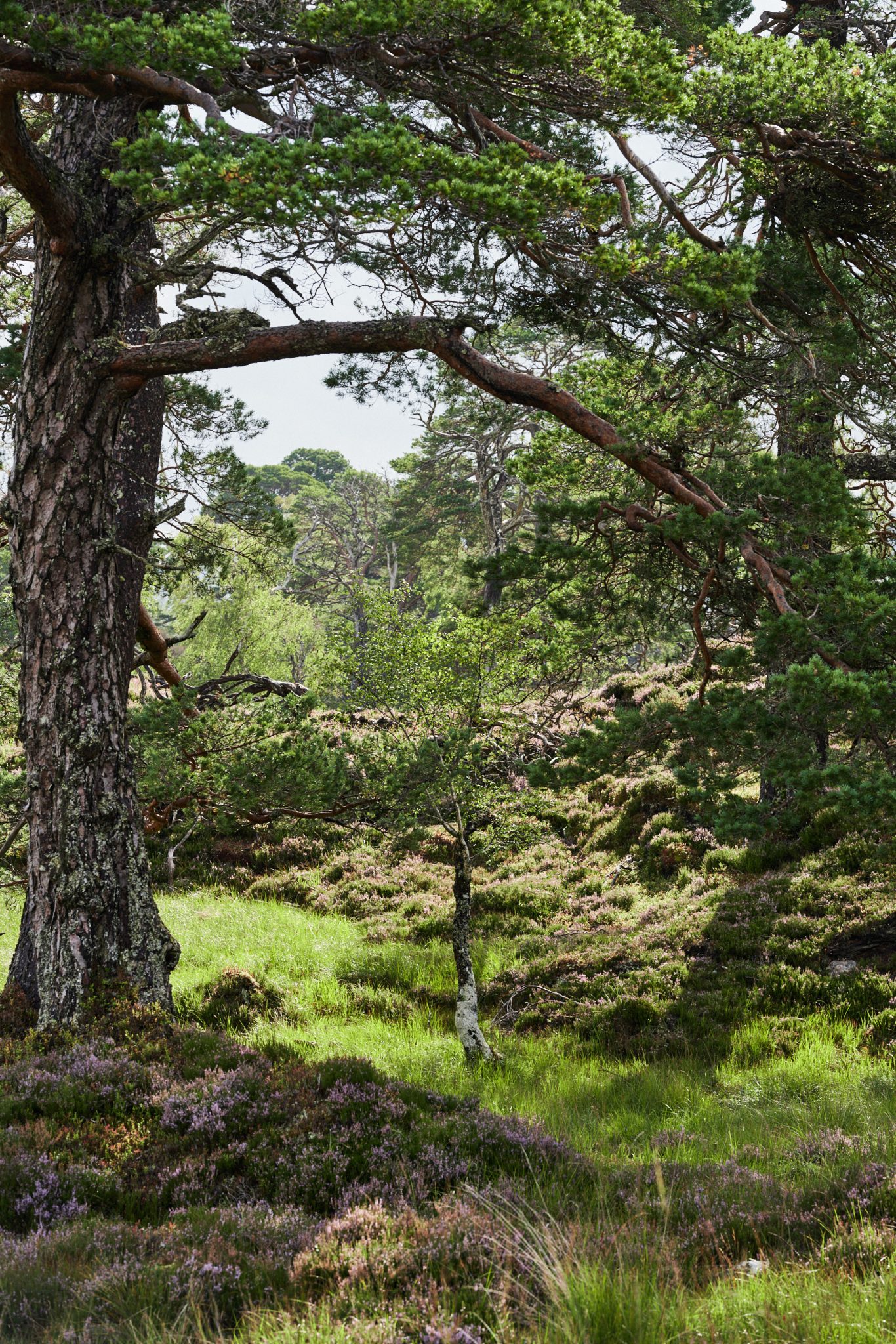 Restoring Scotland’s Forests | Future Woodlands Scotland