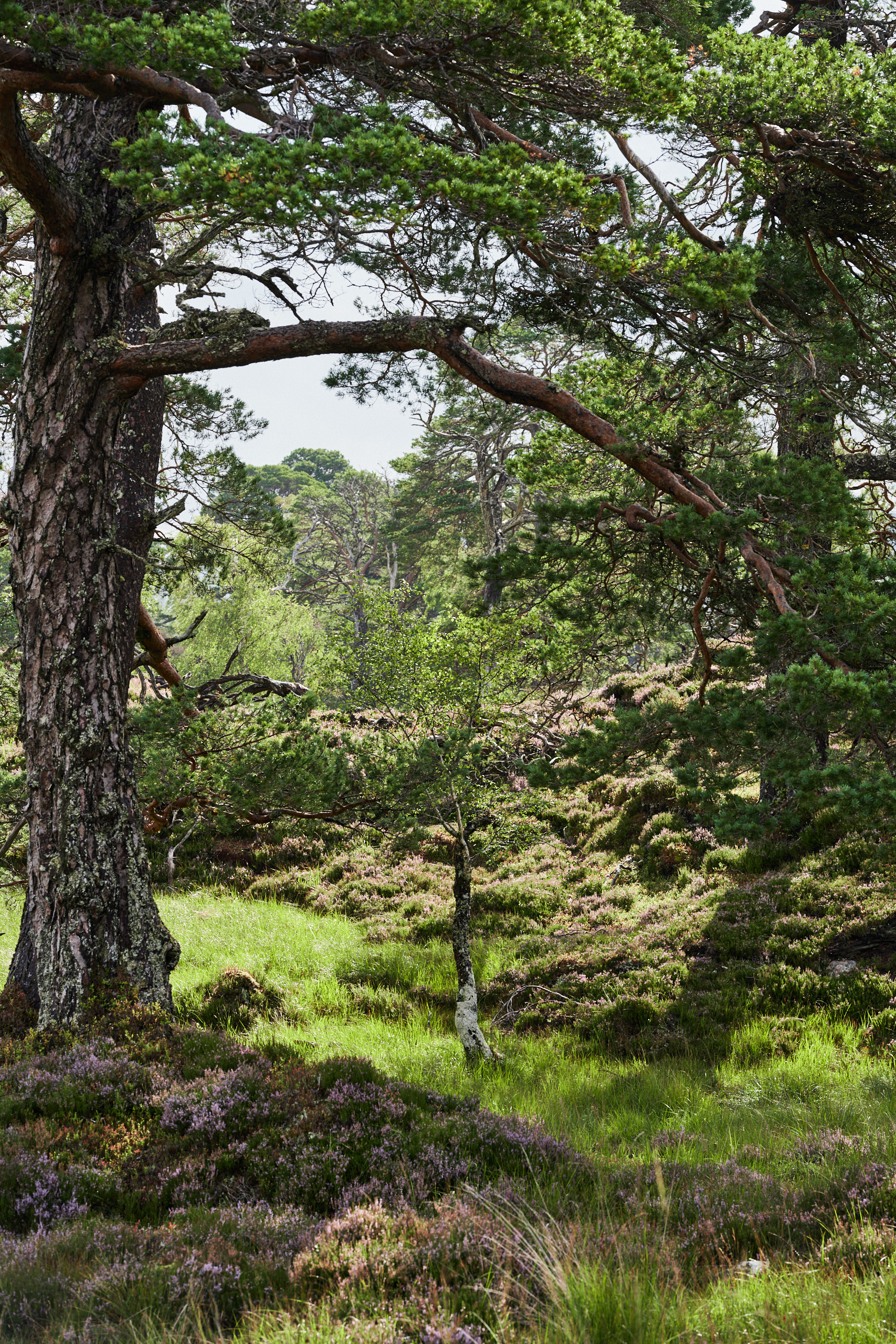 Our new mapping tool reveals Scotland's vanishing ancient woodlands ...