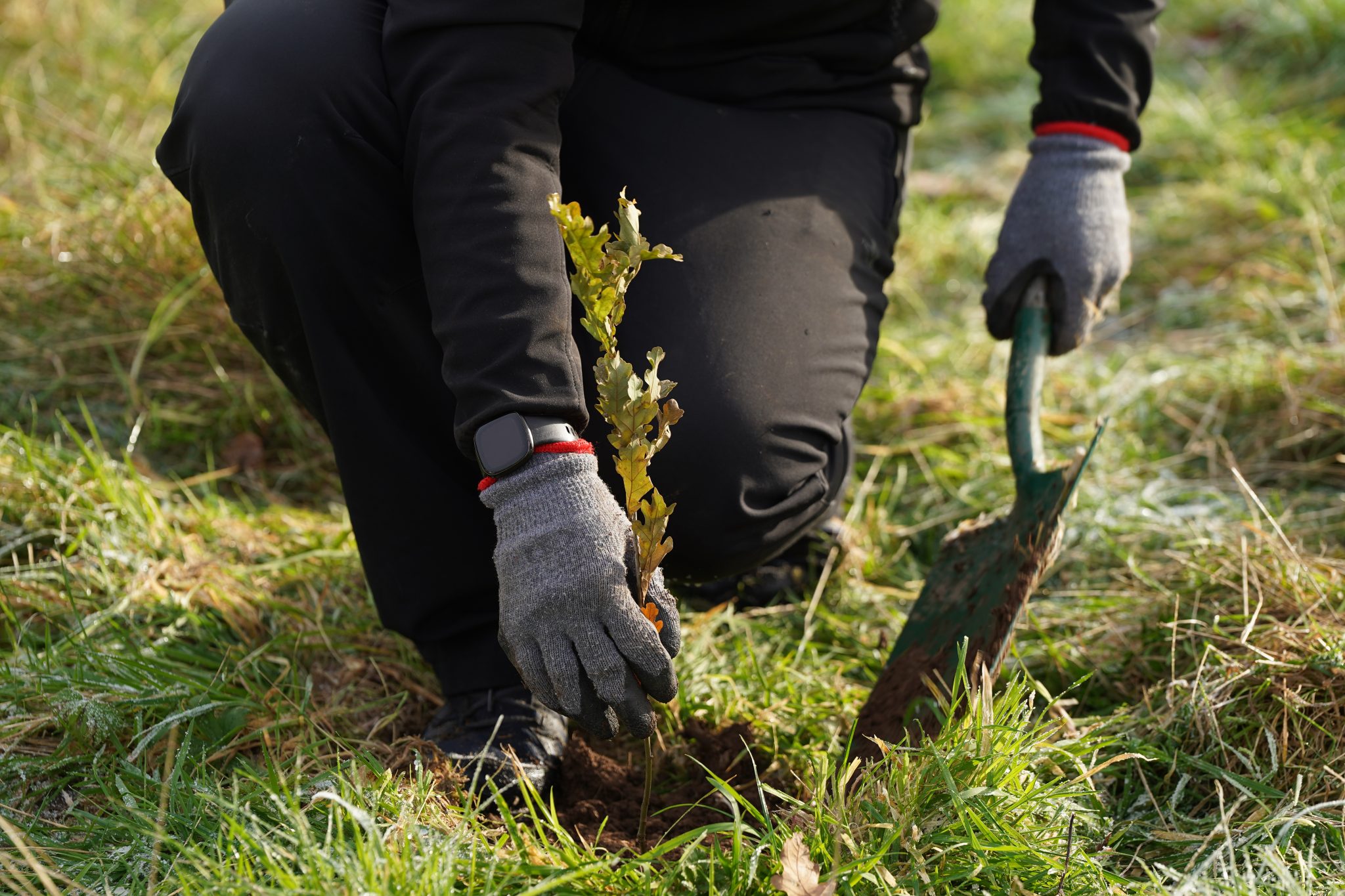 Urban Forestry Programme | Future Woodlands Scotland