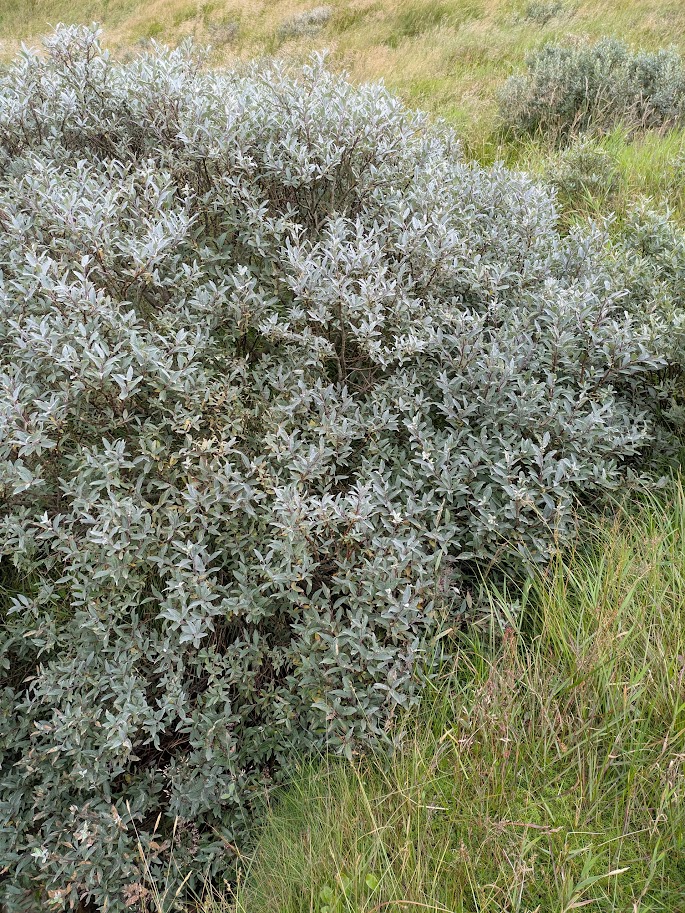 Assessing 20 years of montane scrub restoration and the impact of ...